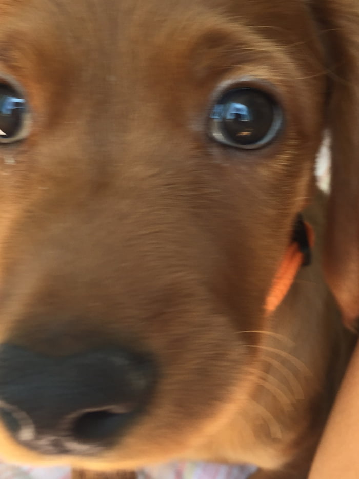 Red setter girl zoe - 9GAG