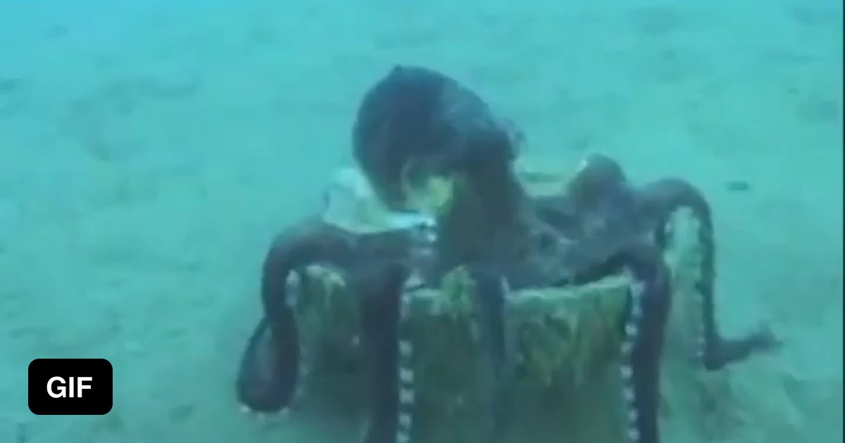 Octopus tool use - octopus uses coconut for shelter - 9GAG