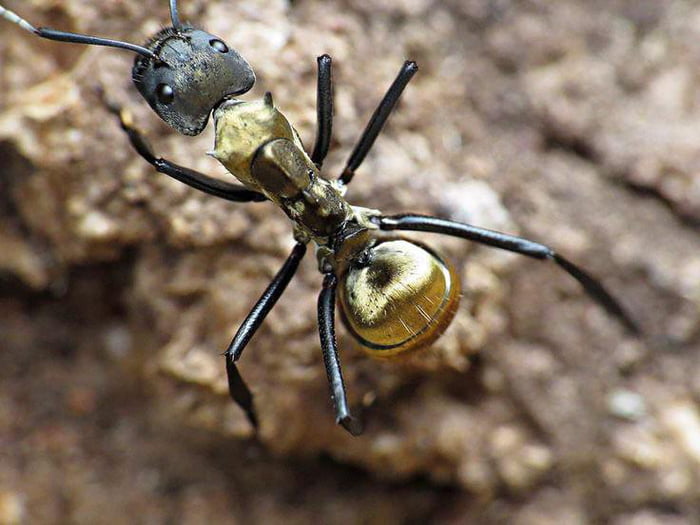 The extraordinary golden ant from Brazil! - 9GAG