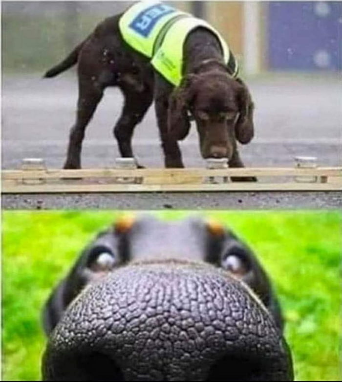 This Dog Is Trained To Sniff Out People Wasting Time On 9GAG 9GAG this-dog-is-trained-to-sniff-out-people-wasting-time-on-9gag-9gag