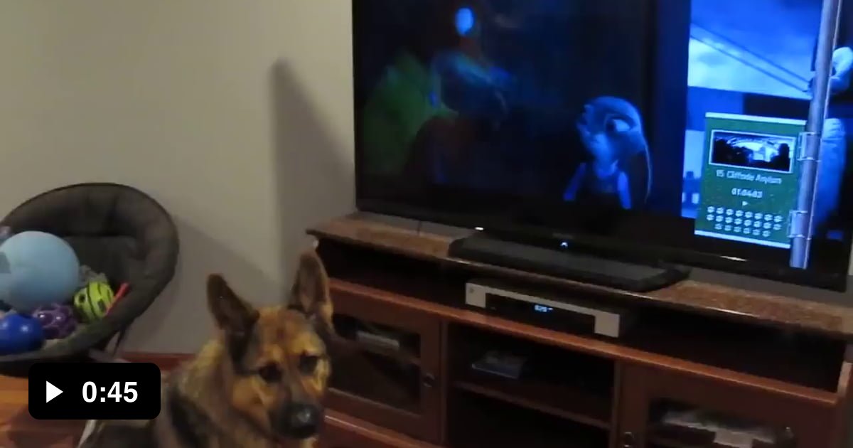 German shepherd howling with wolves from Zootopia - 9GAG