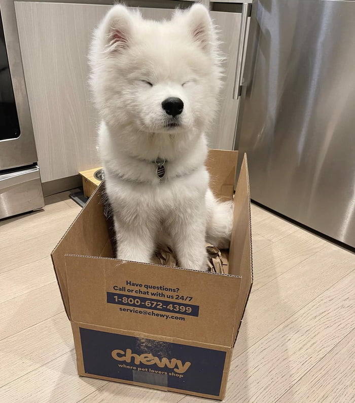 Fluff ball happy for his delivery - 9GAG