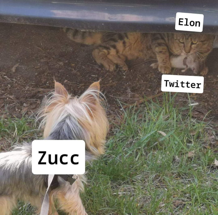 Went to walk the dog and a wild meme template appeared - 9GAG