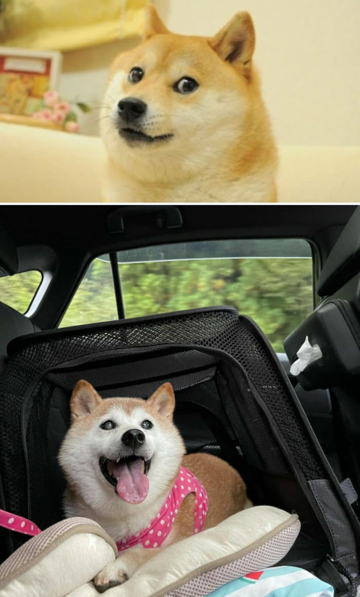 Kabosumama is turning 16th today! Long live the queen, doge - 9GAG