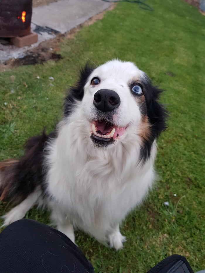 Good doggo says hi - 9GAG