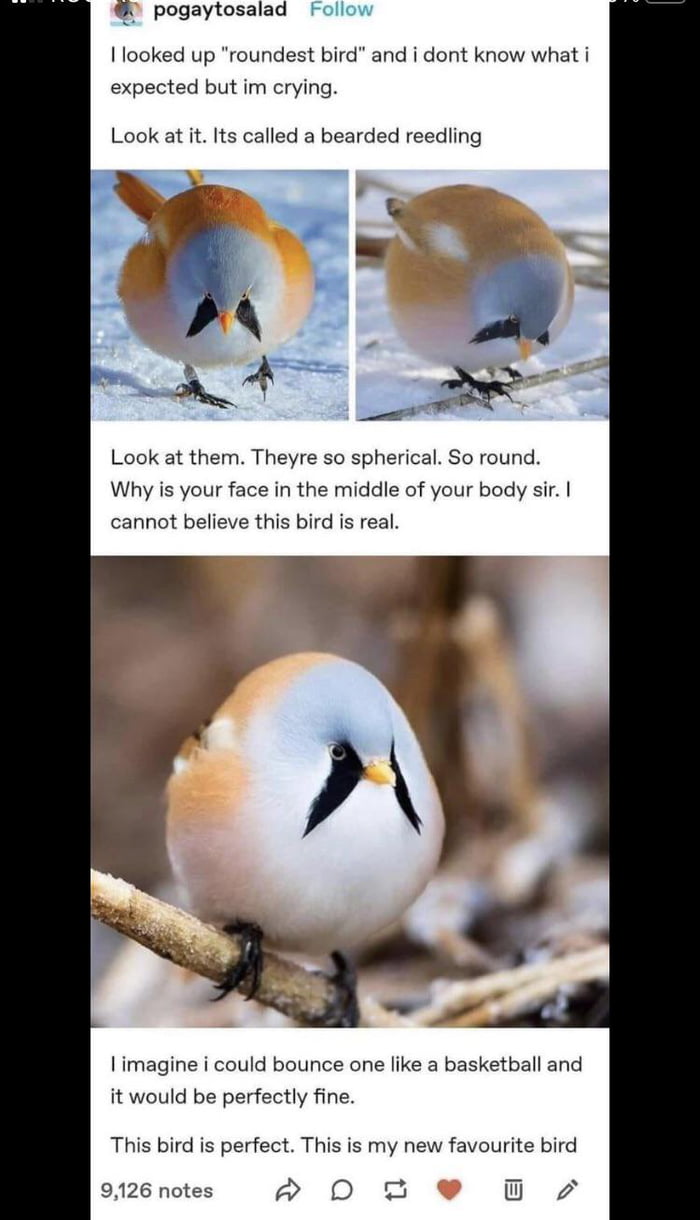 Anger Birbs - 9GAG