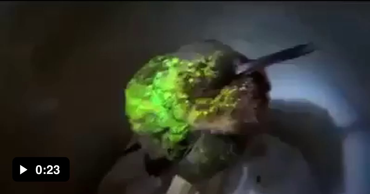 Humming bird snoring - 9GAG