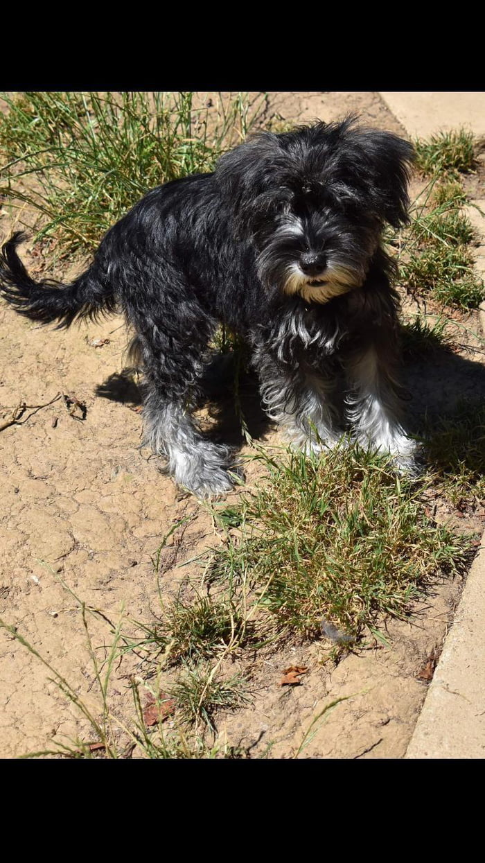 New pupper, send names! - 9GAG