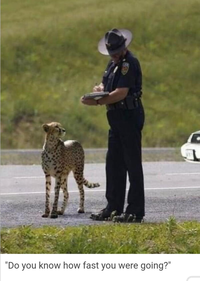 "Do you know how fast you were going?" - 9GAG