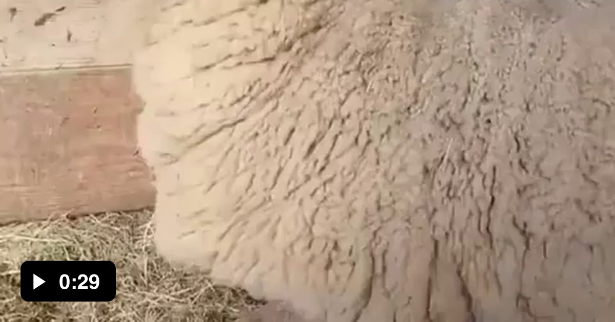 Loving that wool - 9GAG