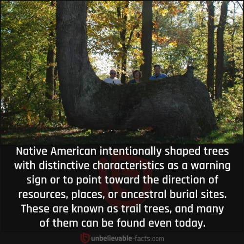 Native Americans used to shape trees in a specific way to show the way ...