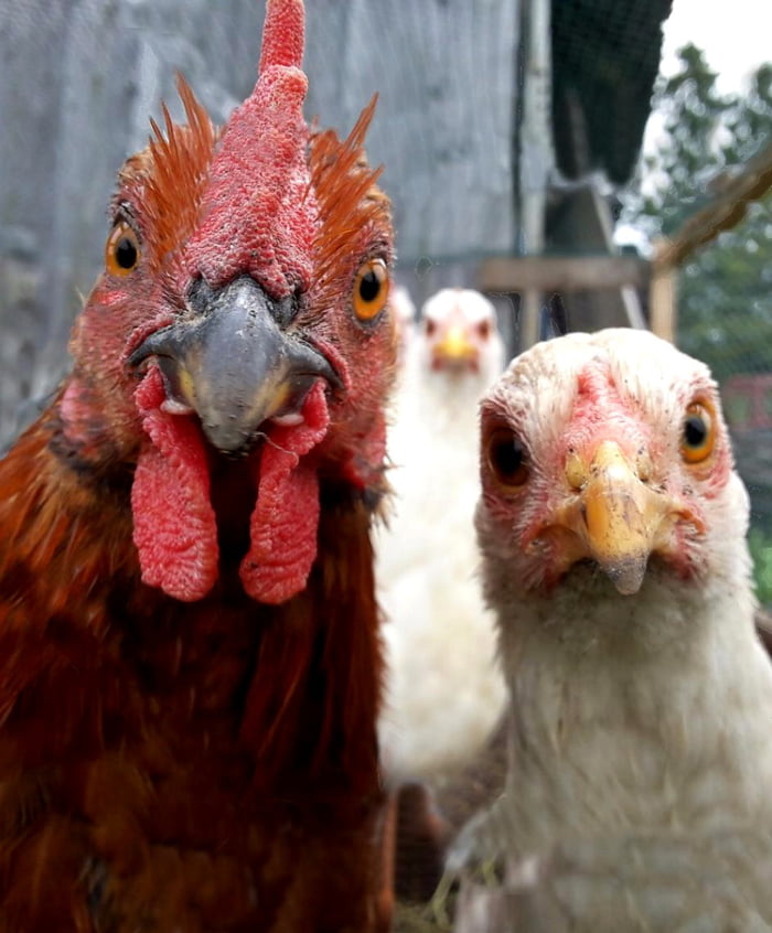 Hey WTF Is Going On Here... Hahaha - 9GAG