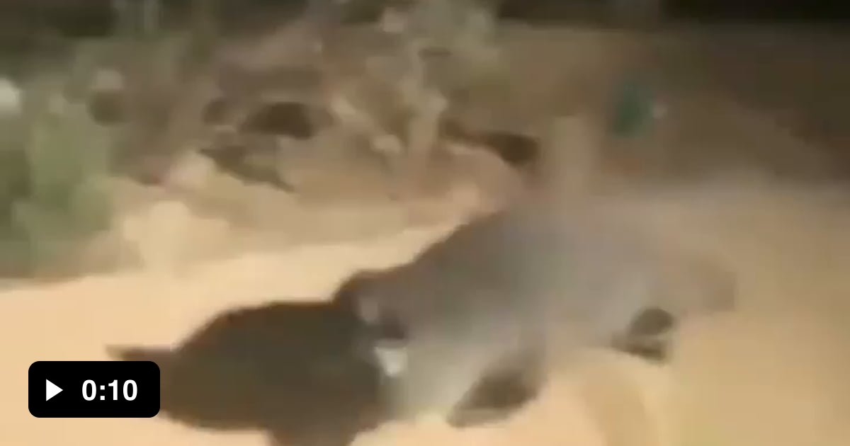 Evil plotting raccoons - 9GAG