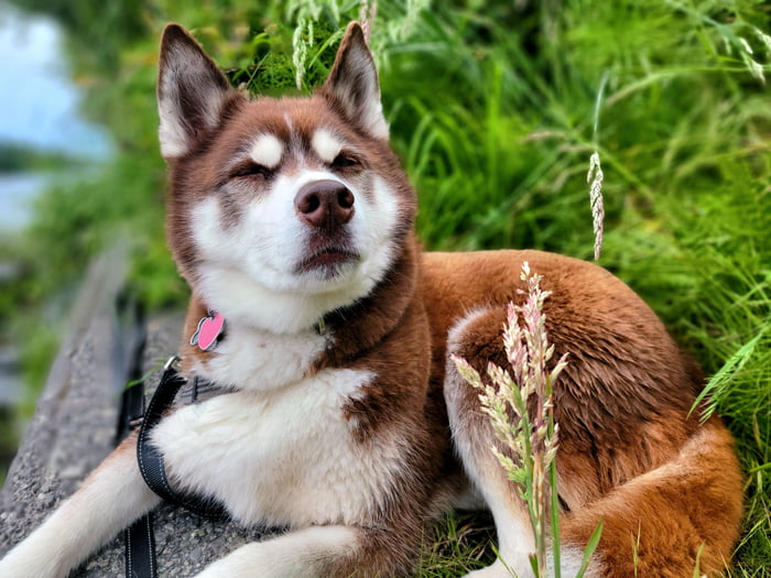 Archie, the none-seeing pupper - 9GAG