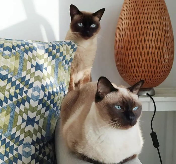 Cutest Twins 9gag