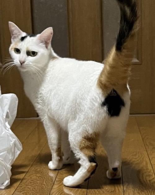 Here's the upvote cat, use this in your future comments to honor great ...