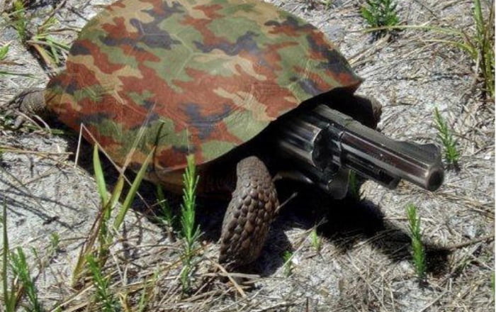 A turtle with a gun for its head - 9GAG