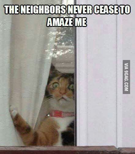 Nosey cat is being nosey. - 9GAG
