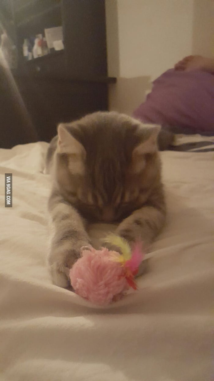 Shy kitty - 9GAG