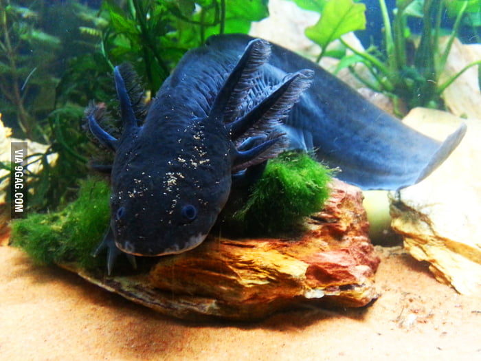 I heard we're posting Axolotls. Here's toothless. - 9GAG