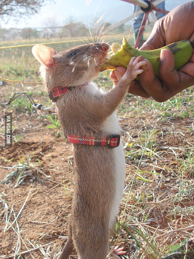 An African Giant Pouched Rat receives a treat during training. - 9GAG