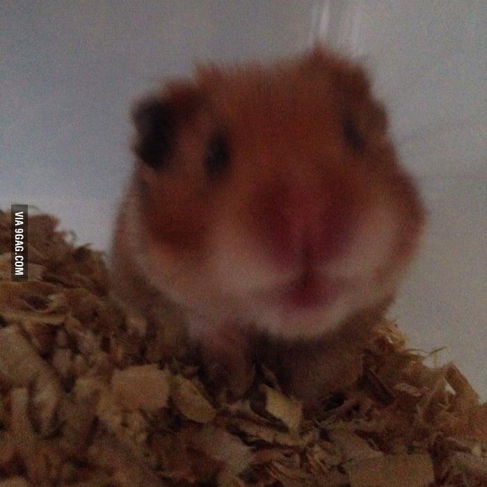 My hamster likes to sniff my camera... - 9GAG