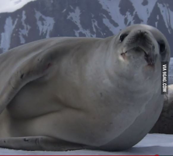 Your face when the seal has better boobs than you. - 9GAG