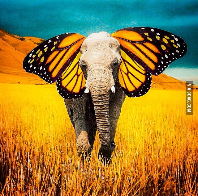 Butterphant - 9GAG