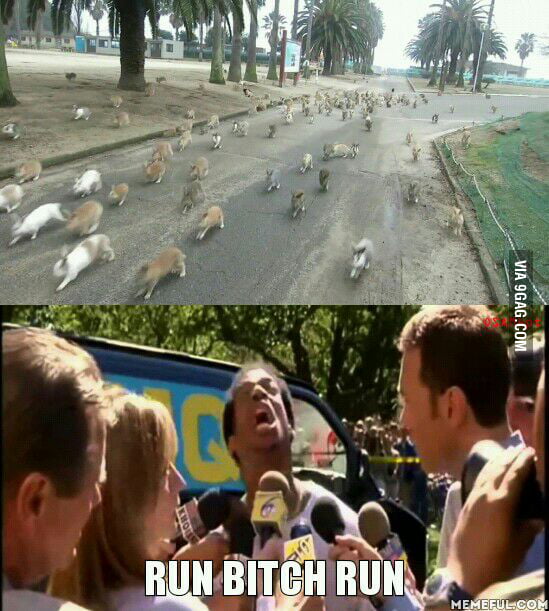 Run b*tch run - 9GAG