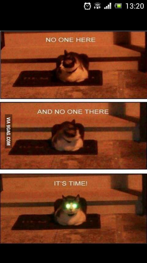 Never trust your cat - 9GAG