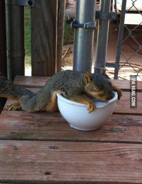 Squirrel chilling on a bowl of ice - 9GAG