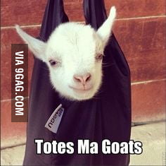 Totes Ma Goats - 9GAG