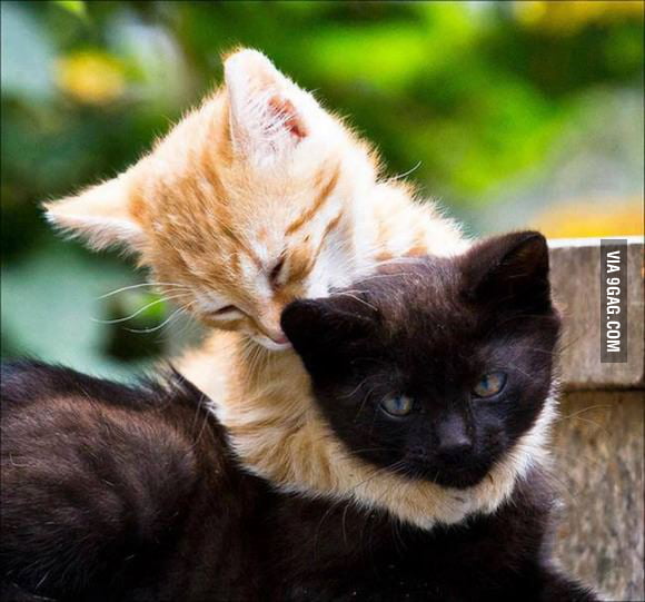 Kitten hugs - 9GAG