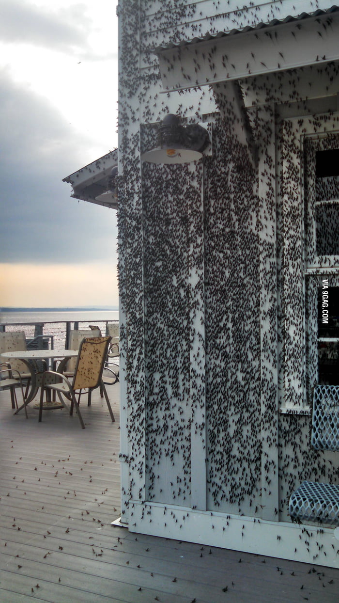 Oh how I love mayfly season - 9GAG