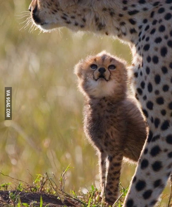 Baby cheetah looks at his mom - 9GAG