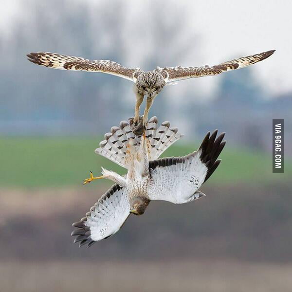 Owl and a Hawk battle it out in mid air for dinner. - 9GAG