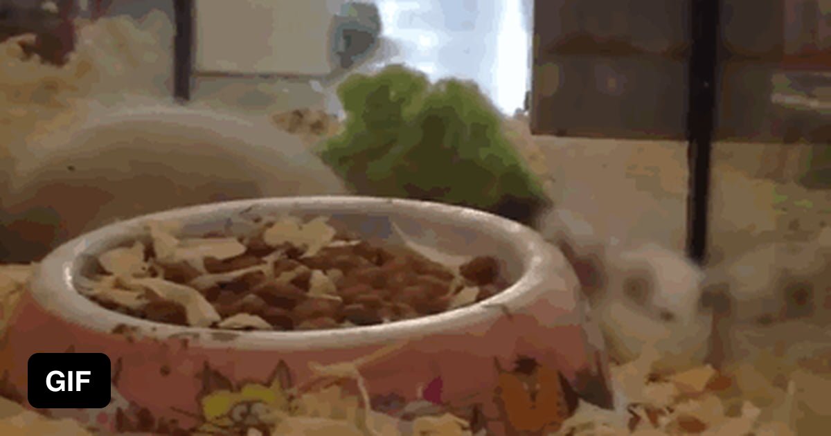 Hamster doing backflips - 9GAG