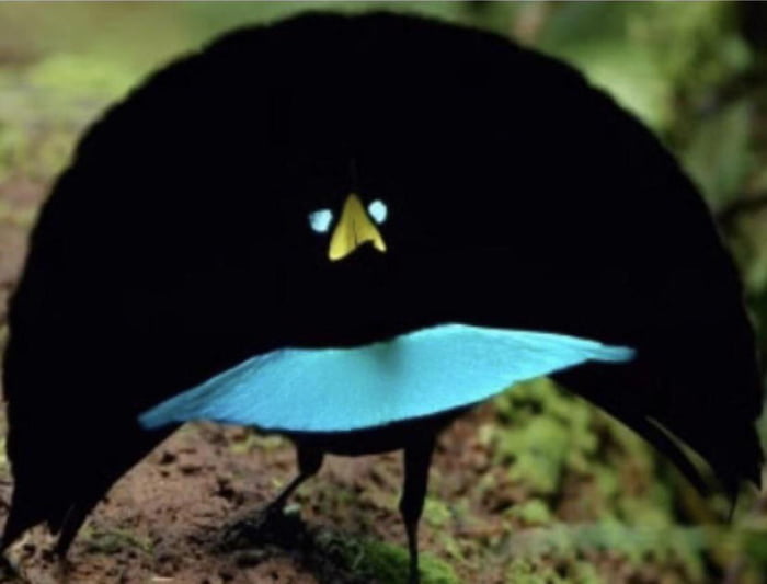 Electrobird mid lightning squawk - 9GAG