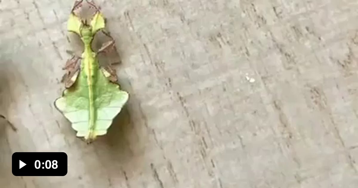 The Biggest Leaf Insect in the world (Phyllium Giganteum) - 9GAG