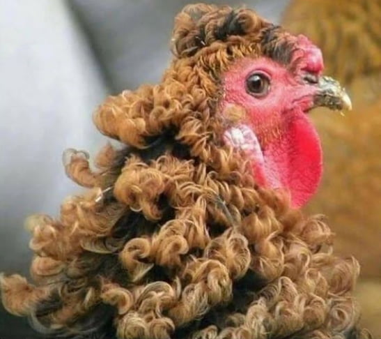 A Chinese curly chicken is a breed of fowl with a mutation in the ...