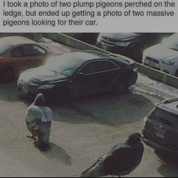 Massive pigeons - 9GAG