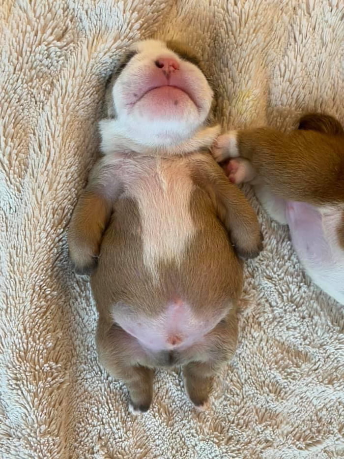 Potato with tiny legs - 9GAG