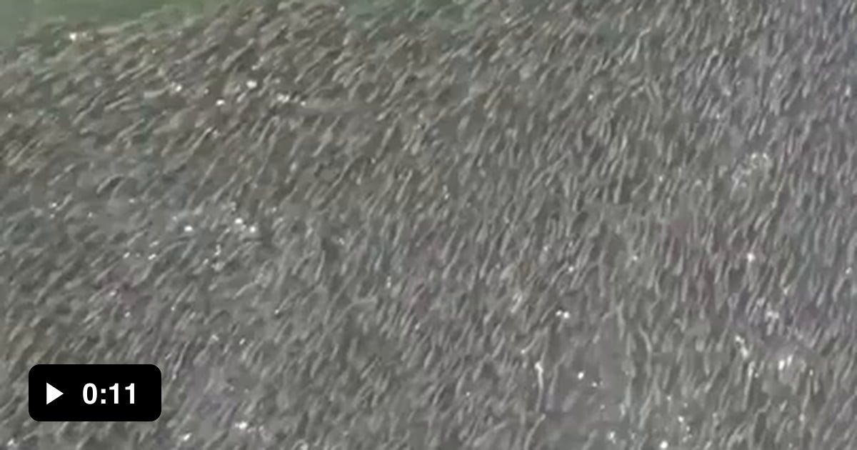 A shiver of sharks swimming through a school of fish - 9GAG