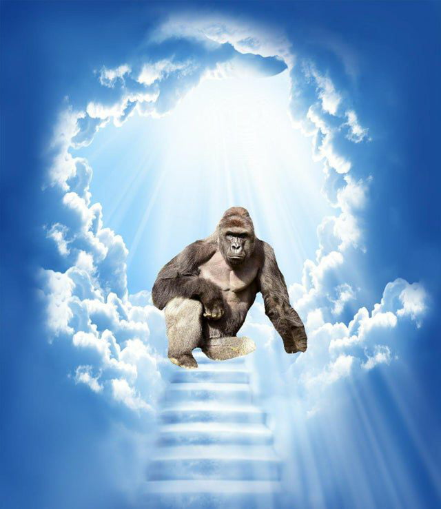 Gone too soon, but never forgotten. Harambe died one day after his 17th ...