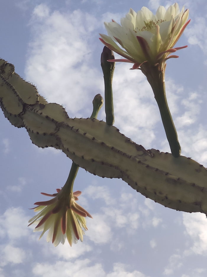 Cactus Flowers - 9GAG