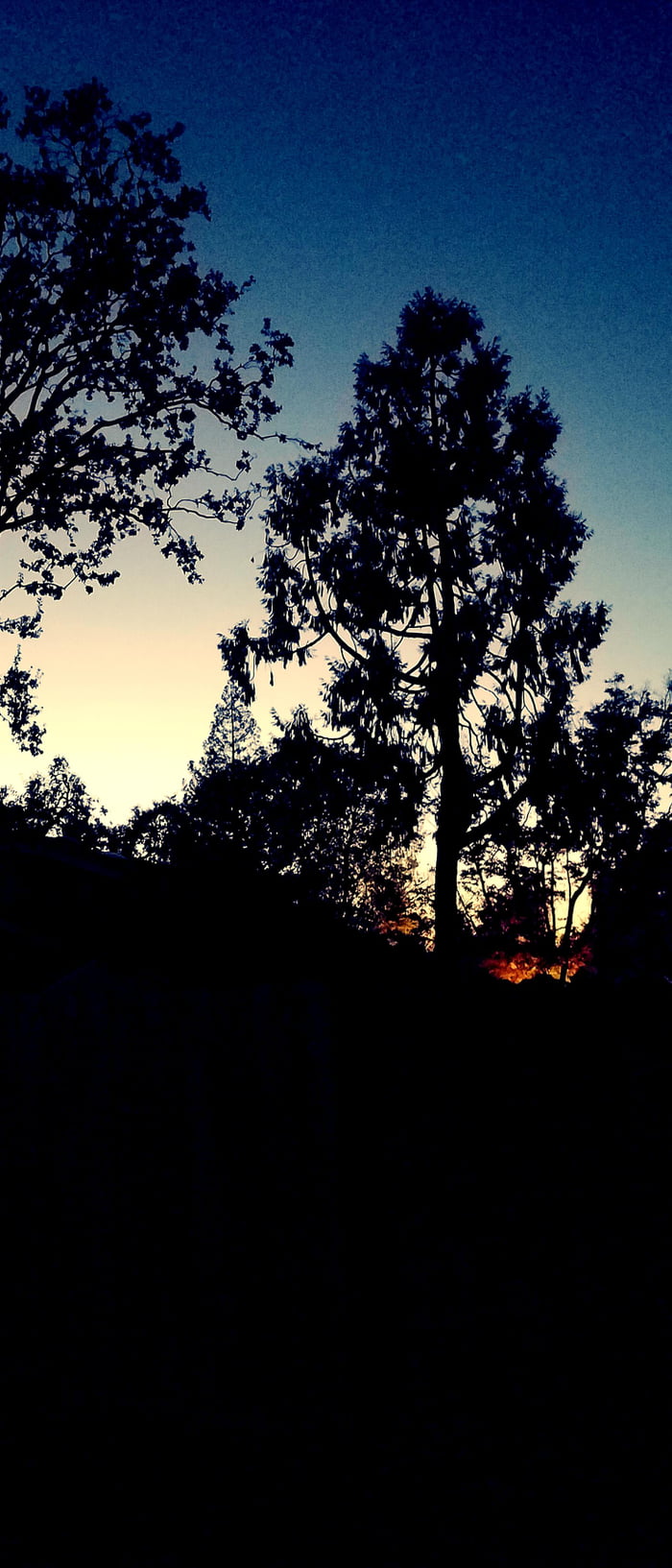 Night treeline (1474x3439) - 9GAG