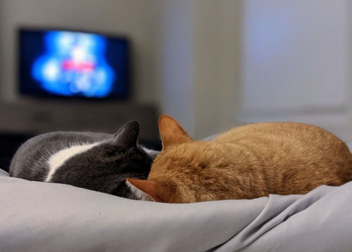 My cats during movie night - 9GAG