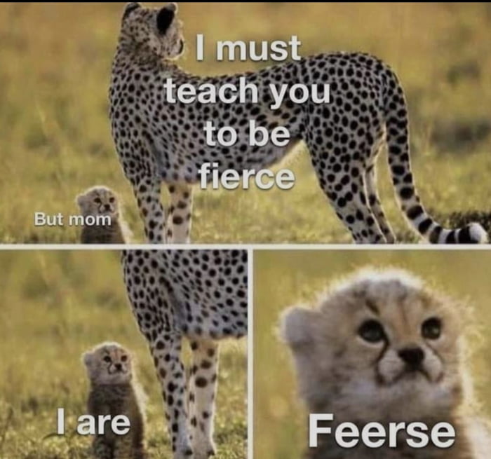 Cheetah and her Cheetos - 9GAG