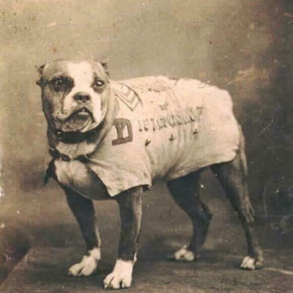 Sergeant Stubby, the most decorated dog in U.S. Military History ...