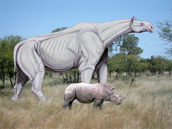 Paraceratherium orgosensis, a rhinoceros relative is the largest ...